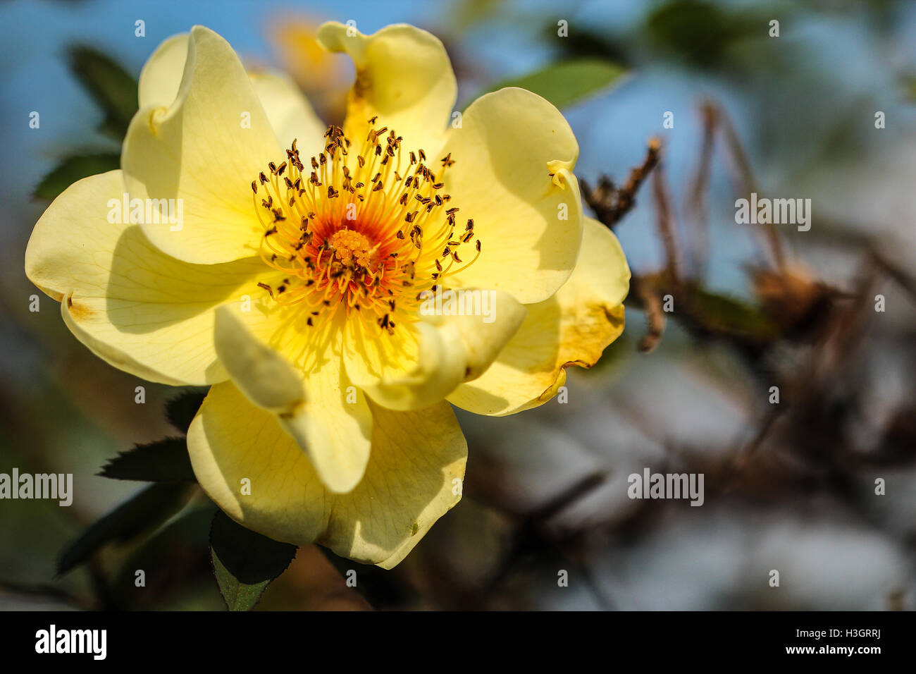 One one rose hi-res stock photography and images - Alamy