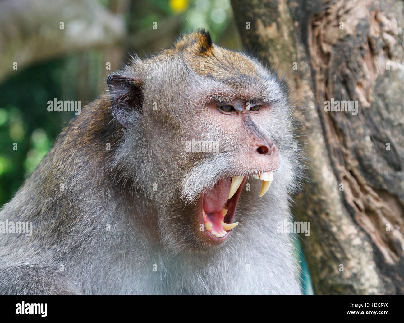 Long-tailed macaque (Macaca fascicularis Stock Photo - Alamy