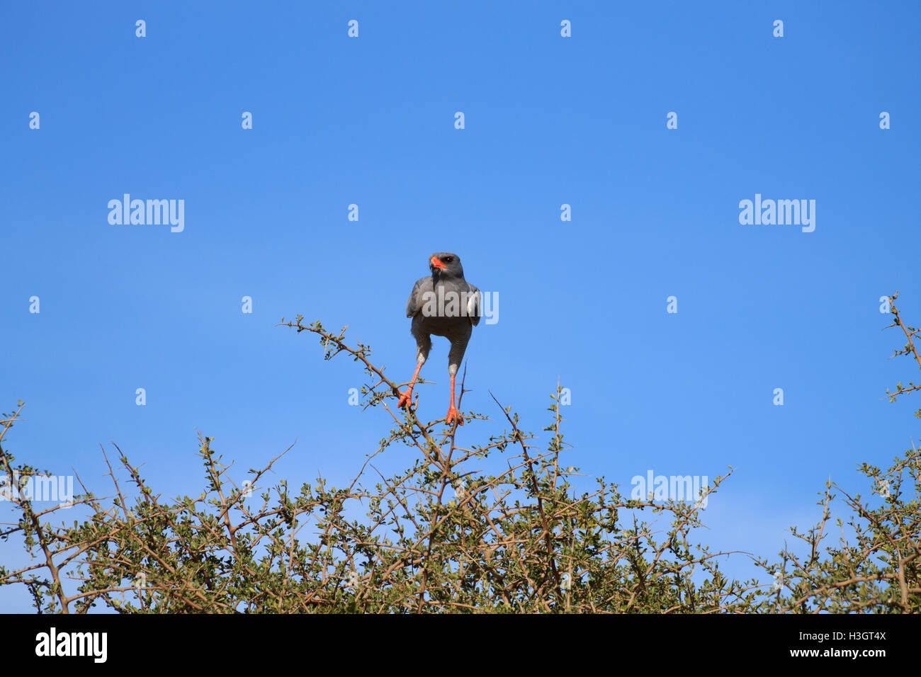 South african bird. Pale chanting goshawk from Addo Elephant National ...