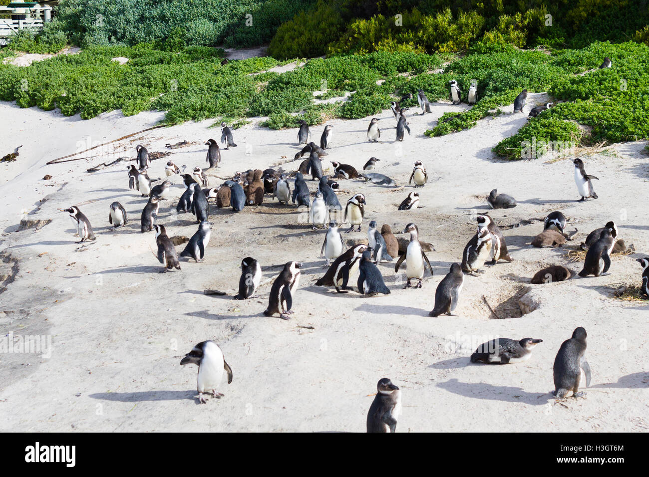 African penguin colony from Simon's town conservancy area, South Africa ...