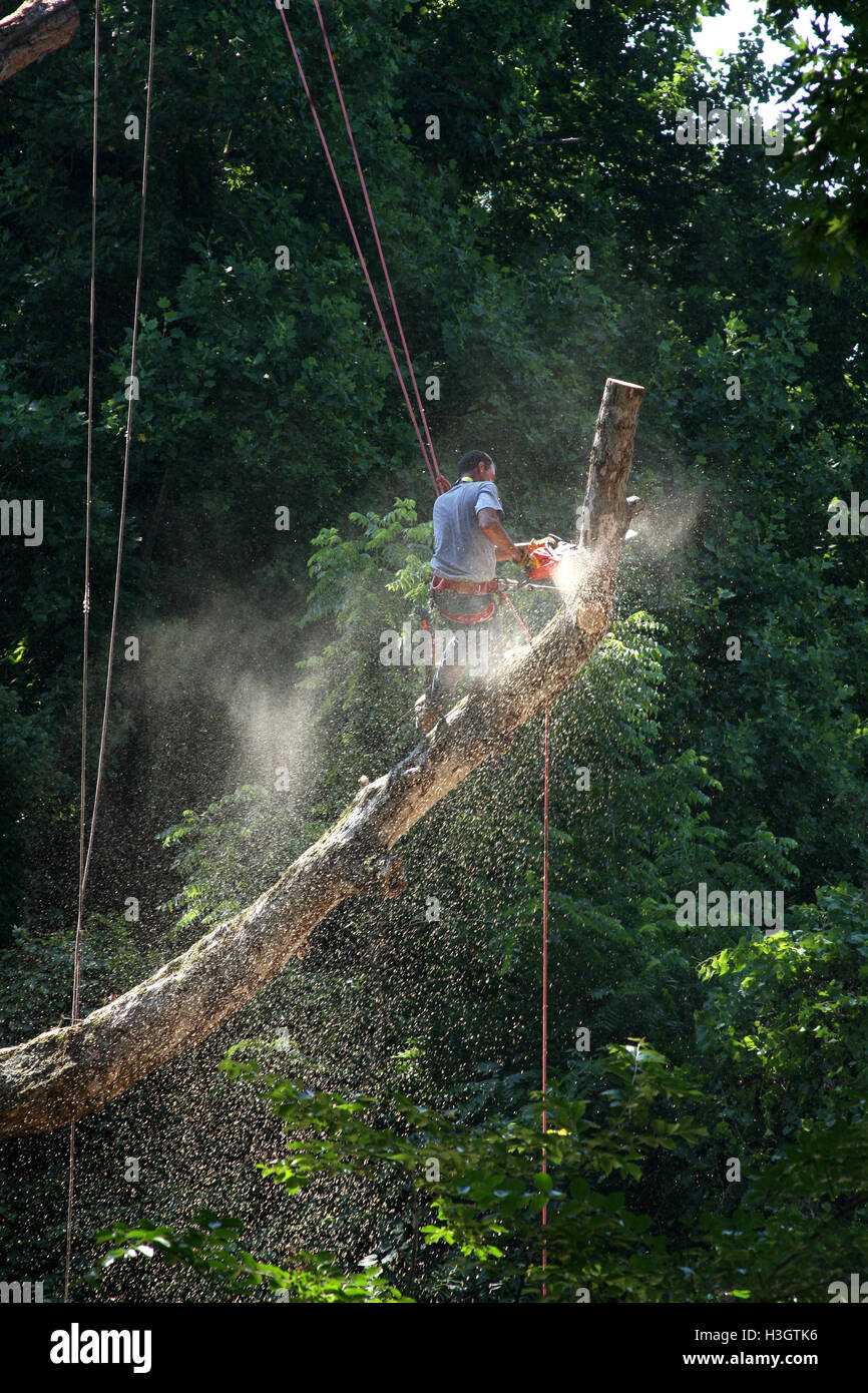 Logger with basic safety equipment cutting down large, tall tree Stock ...