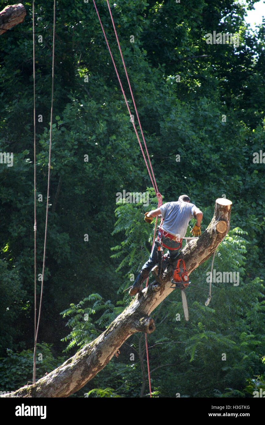 Logger with basic safety equipment cutting down large, tall tree Stock ...