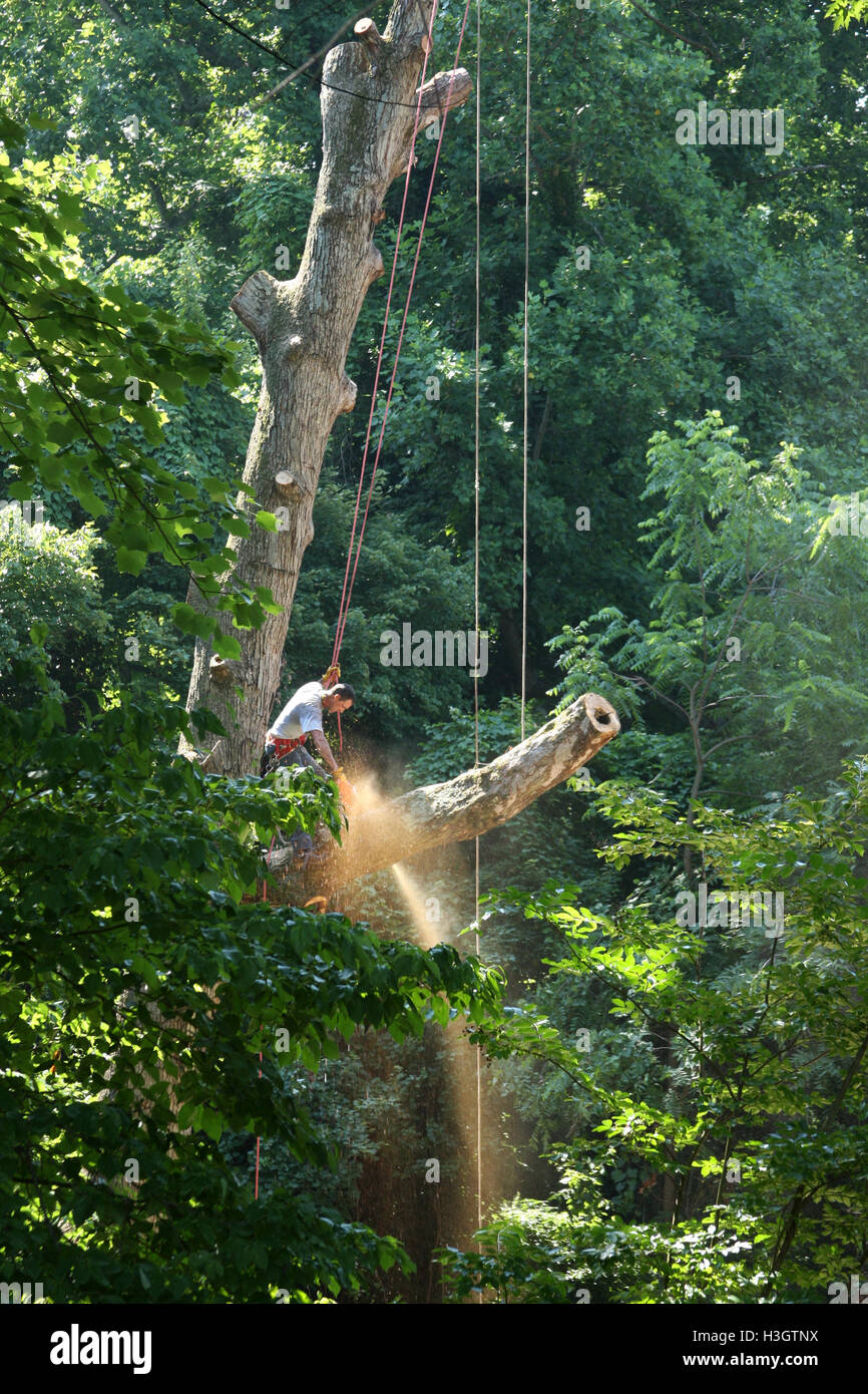 Logger With Basic Safety Equipment Cutting Down Large Tall Tree Stock