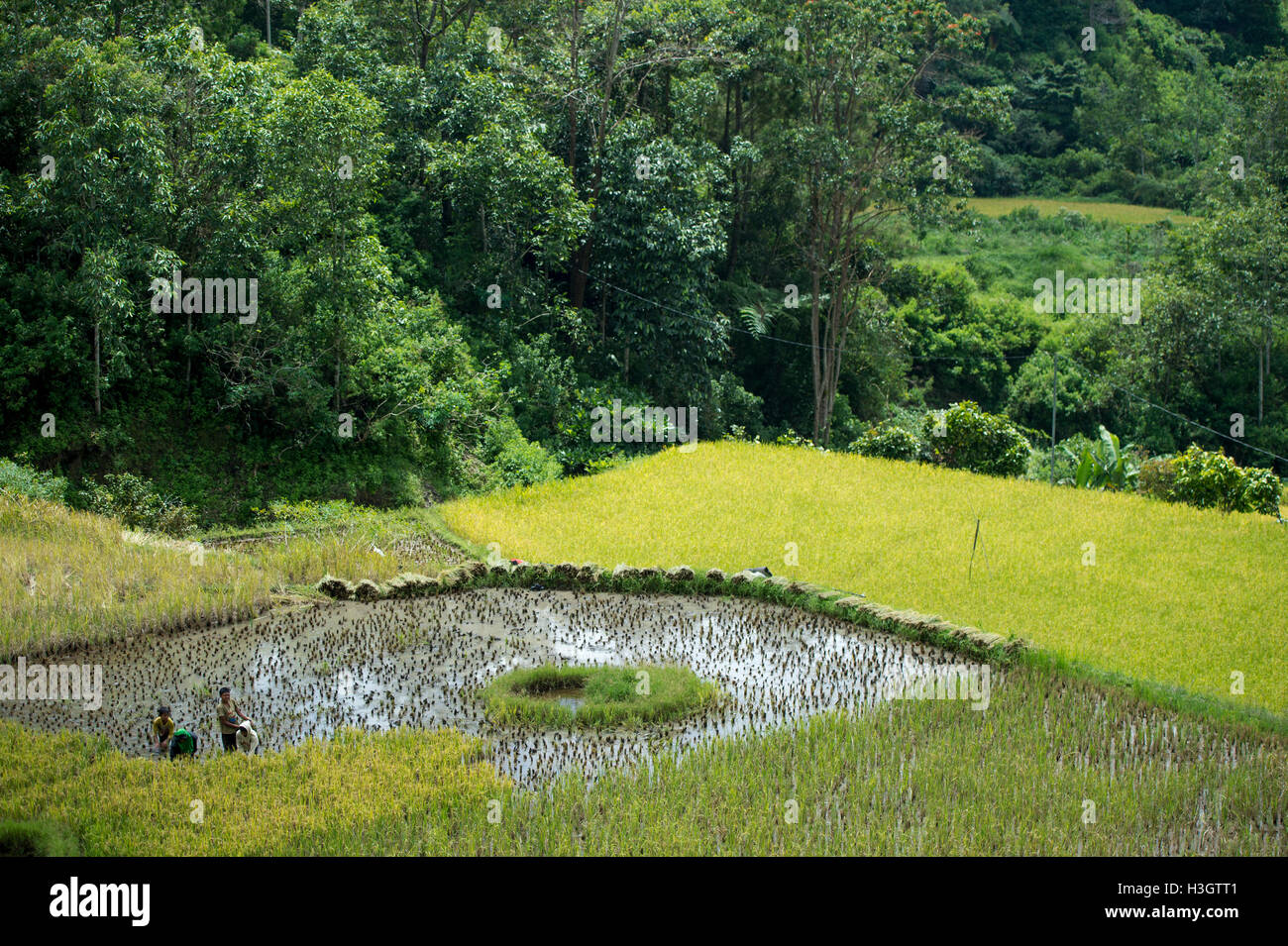 Local farmers and villagers harvesting a rice in paddy field at Ba’Tan ...