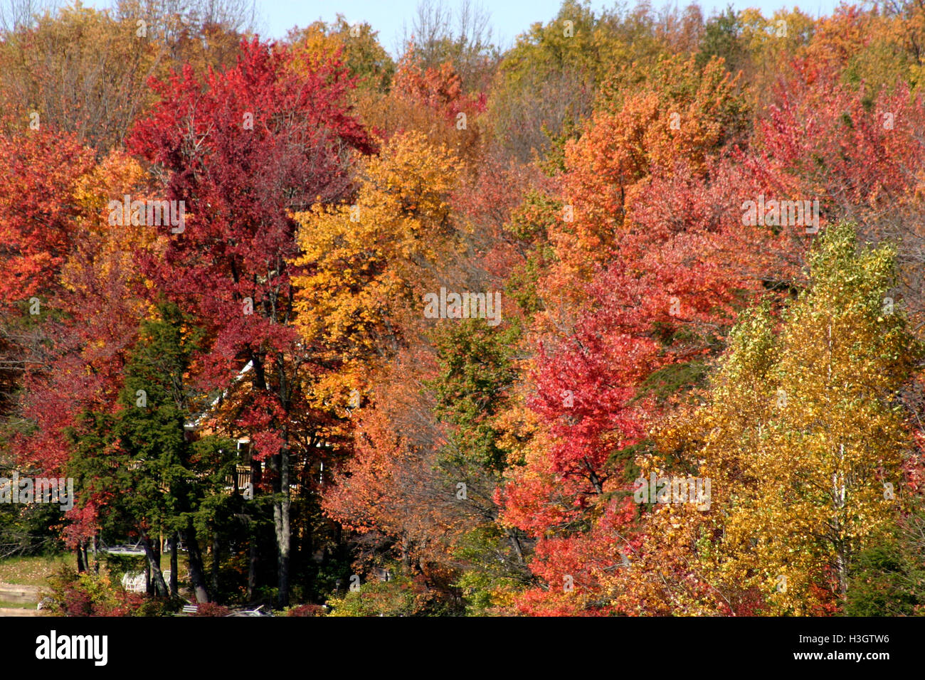Trees in the woods changing colors in autumn Stock Photo - Alamy