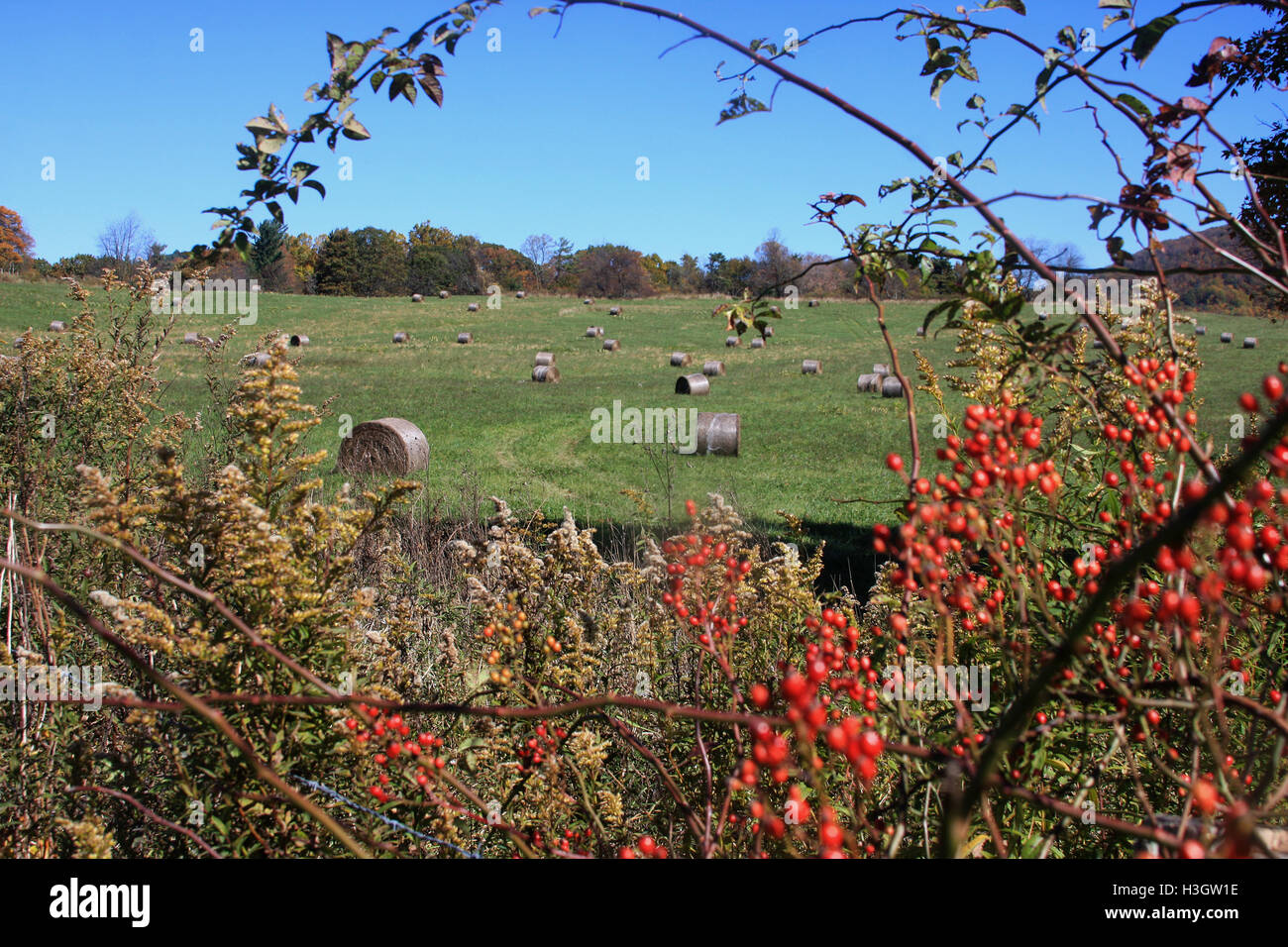 Blue Ridge Mountains, Virginia, USA. Landscape with hay bales and wild ...