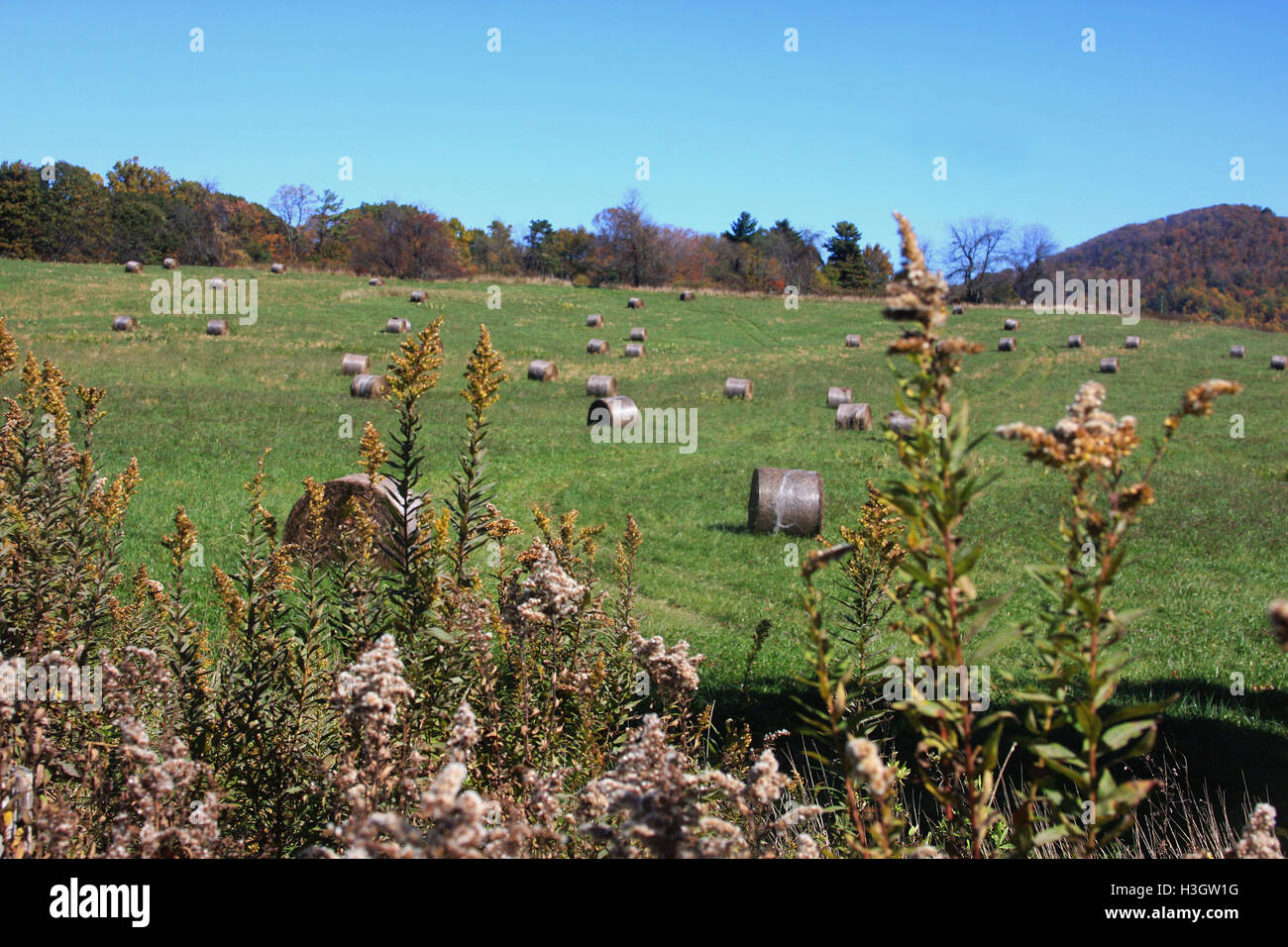 Landscape with hay bales in Blue Ridge Mountains, Virginia, with wild ...