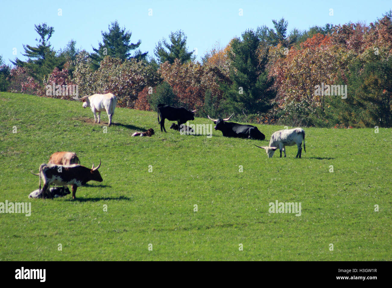 Virginia, USA. Cattle grazing in Blue Ridge Mountains, in fall Stock ...