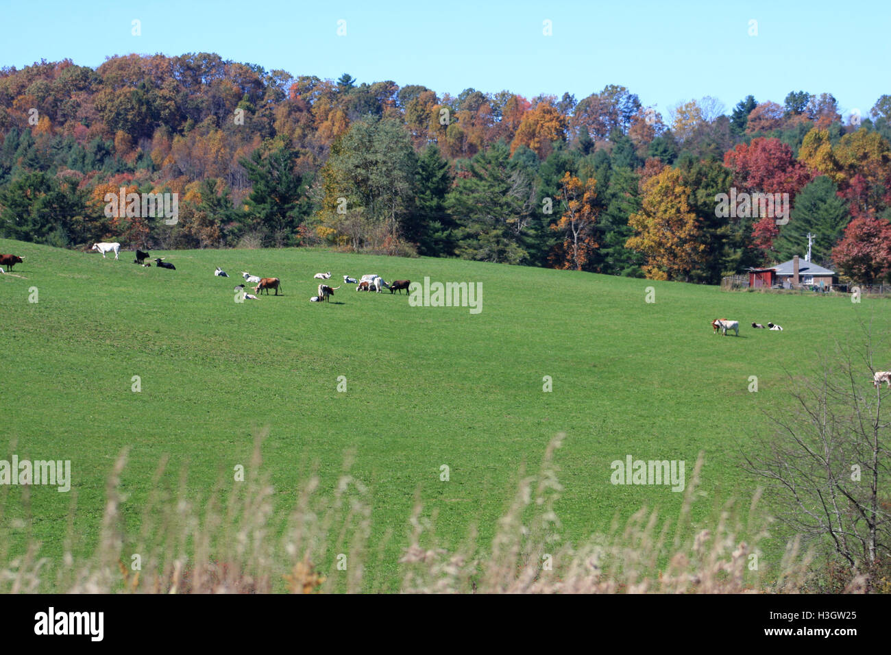 Virginia, USA. Cattle grazing in Blue Ridge Mountains, in fall Stock ...