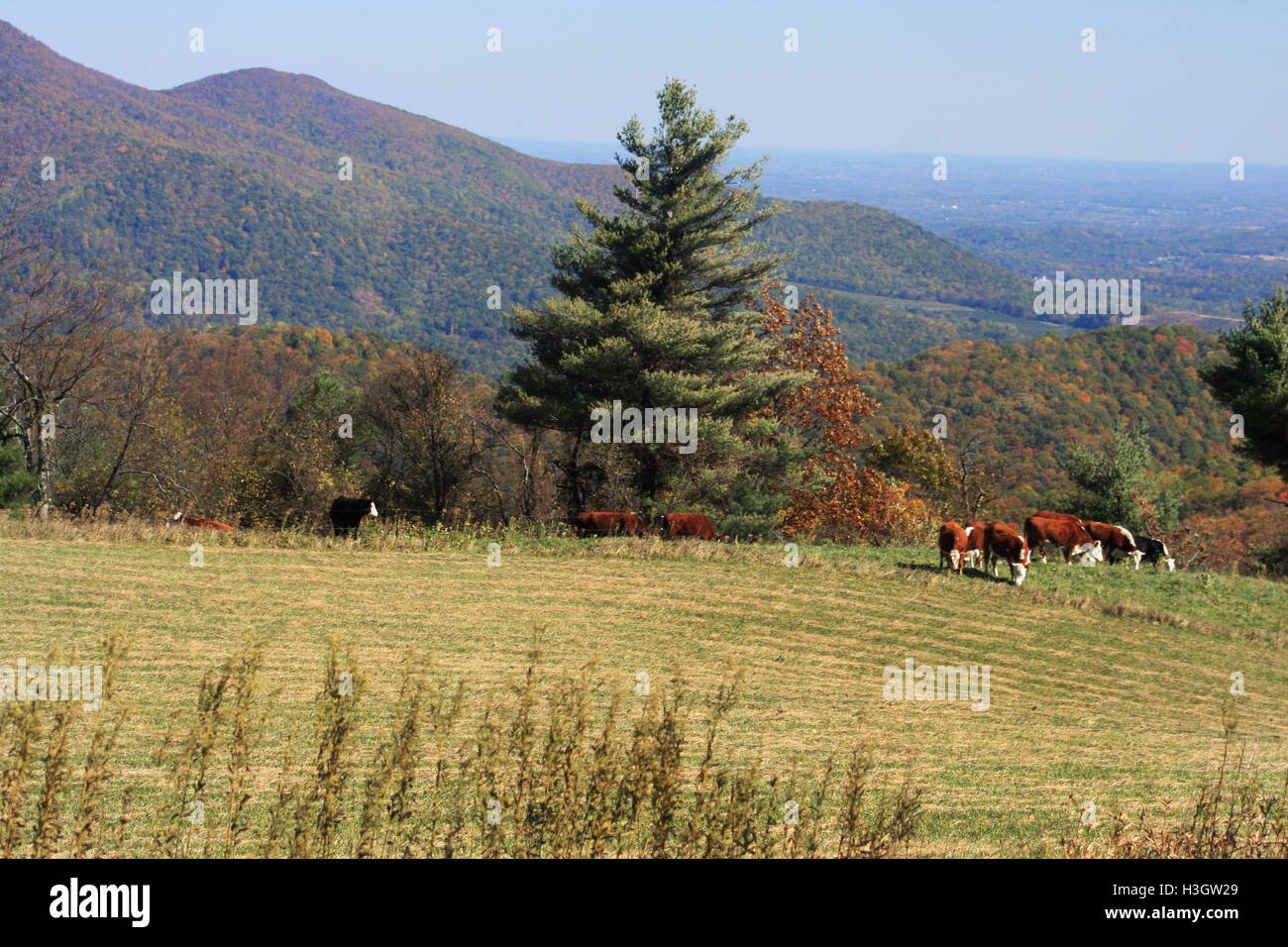 Cattle grazing in Blue Ridge Mountains, in fall Stock Photo - Alamy