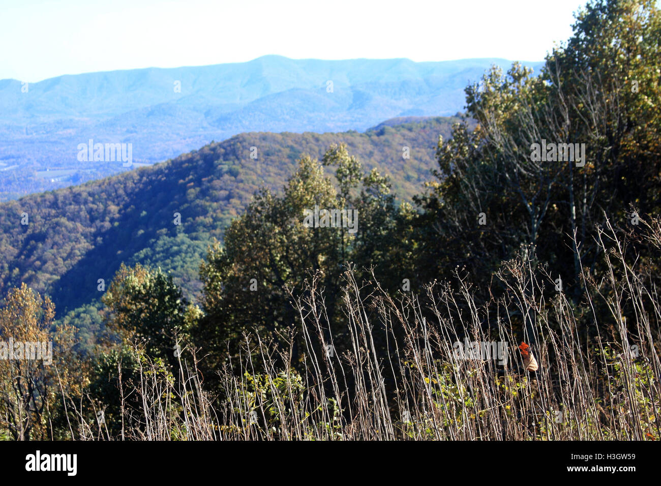 Fall landscape in Blue Ridge Mountains, Virginia, with wild plants in ...