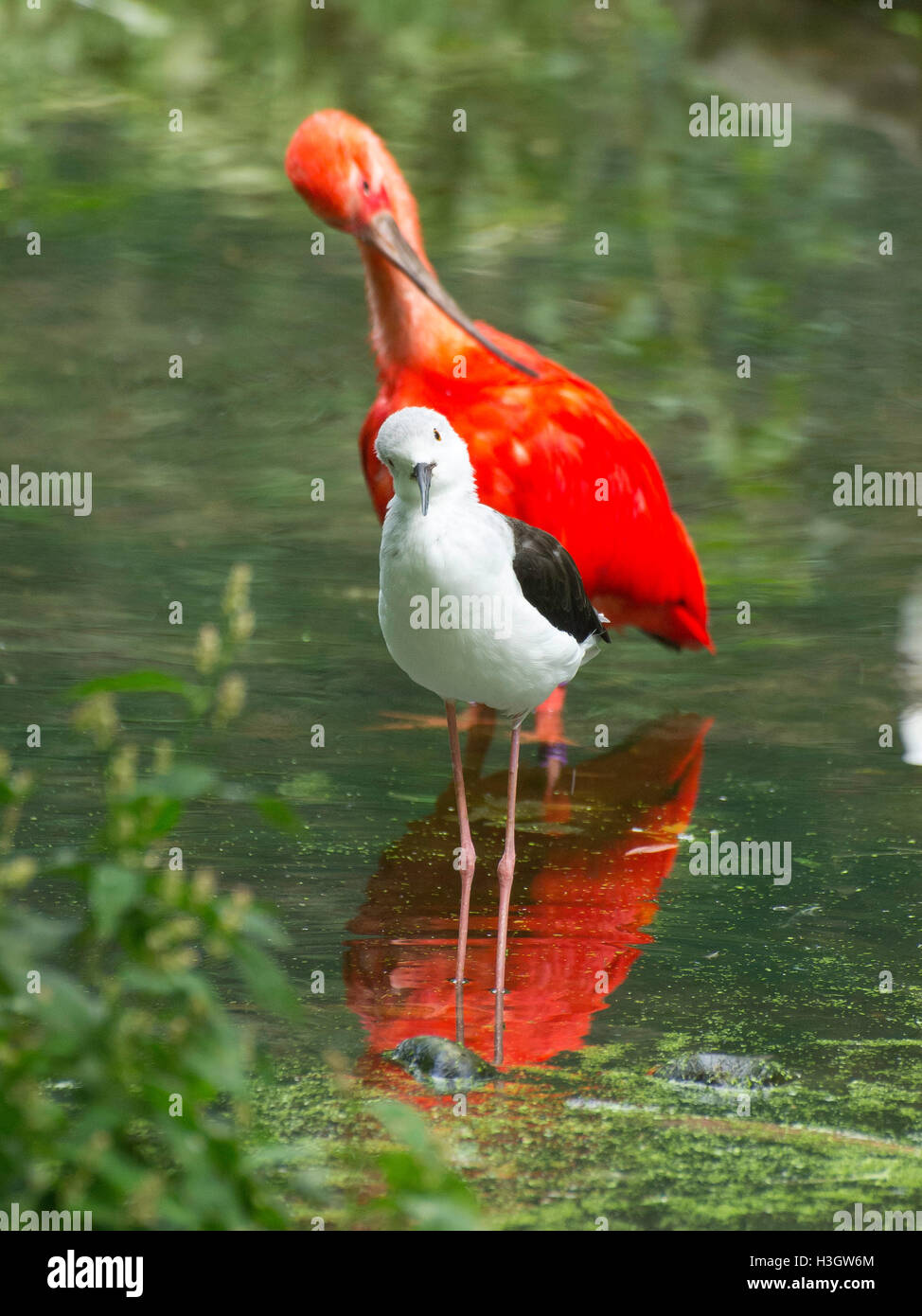 Birds in germany Stock Photo - Alamy