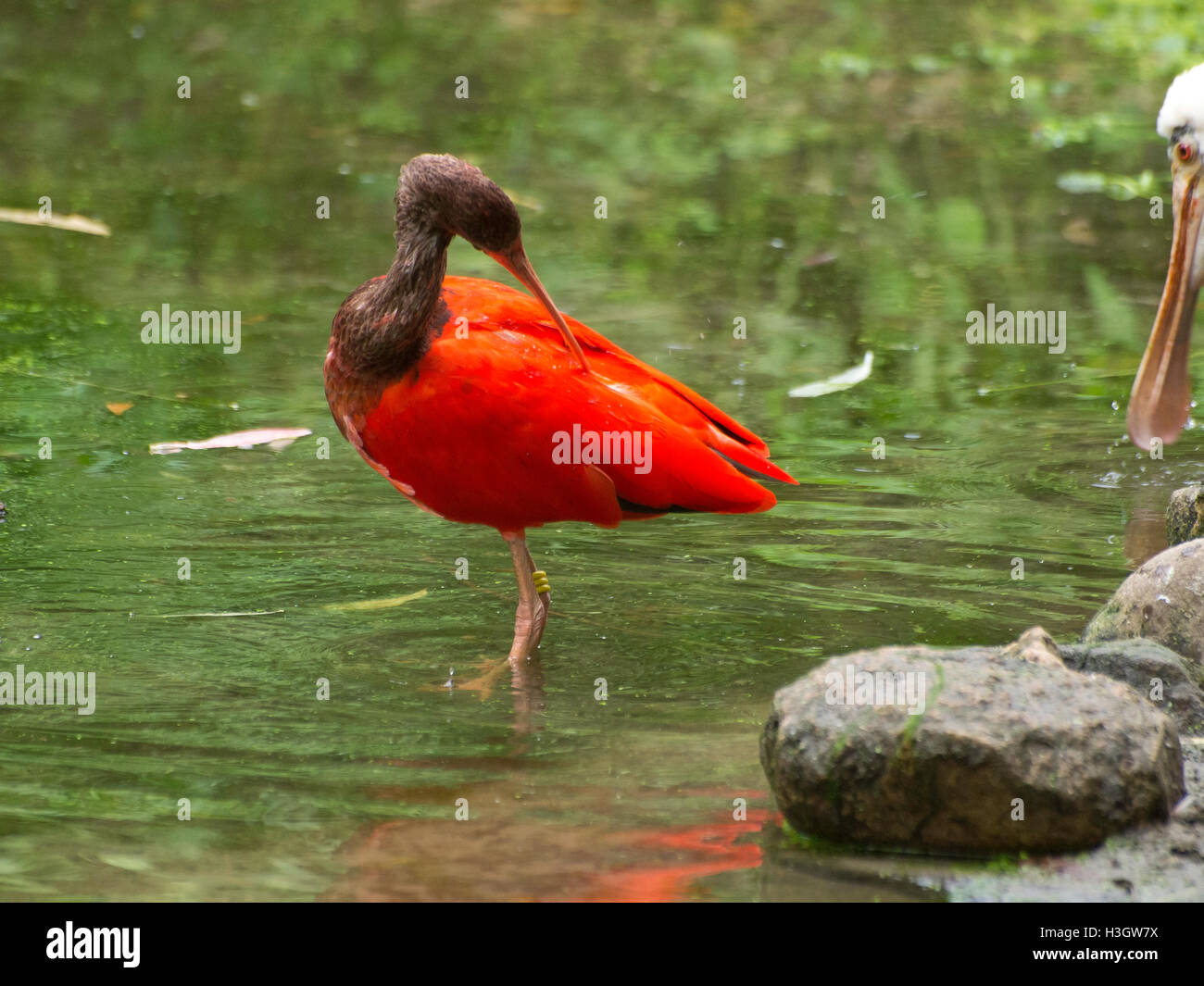 Birds in germany Stock Photo - Alamy