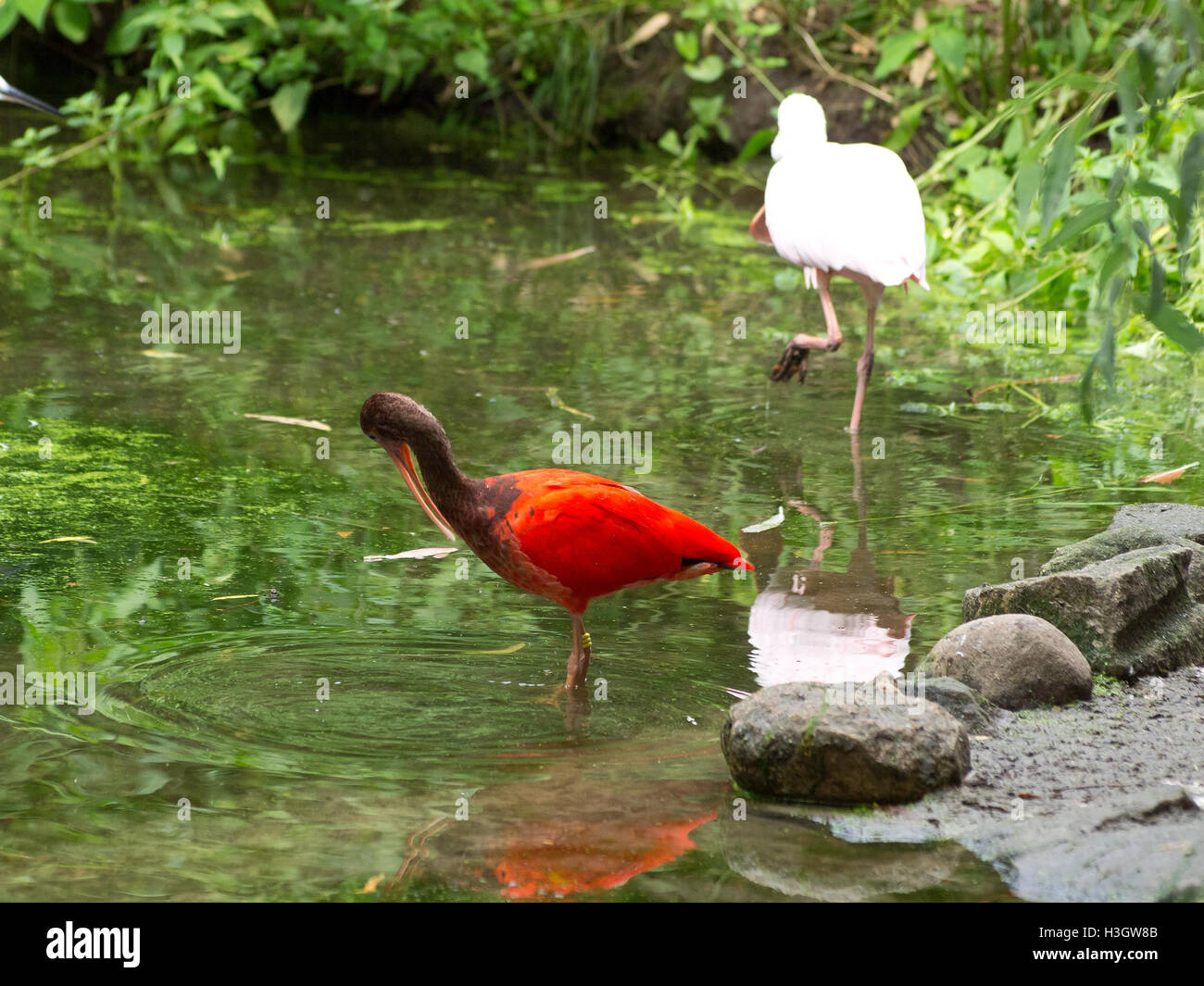 Birds in germany Stock Photo - Alamy