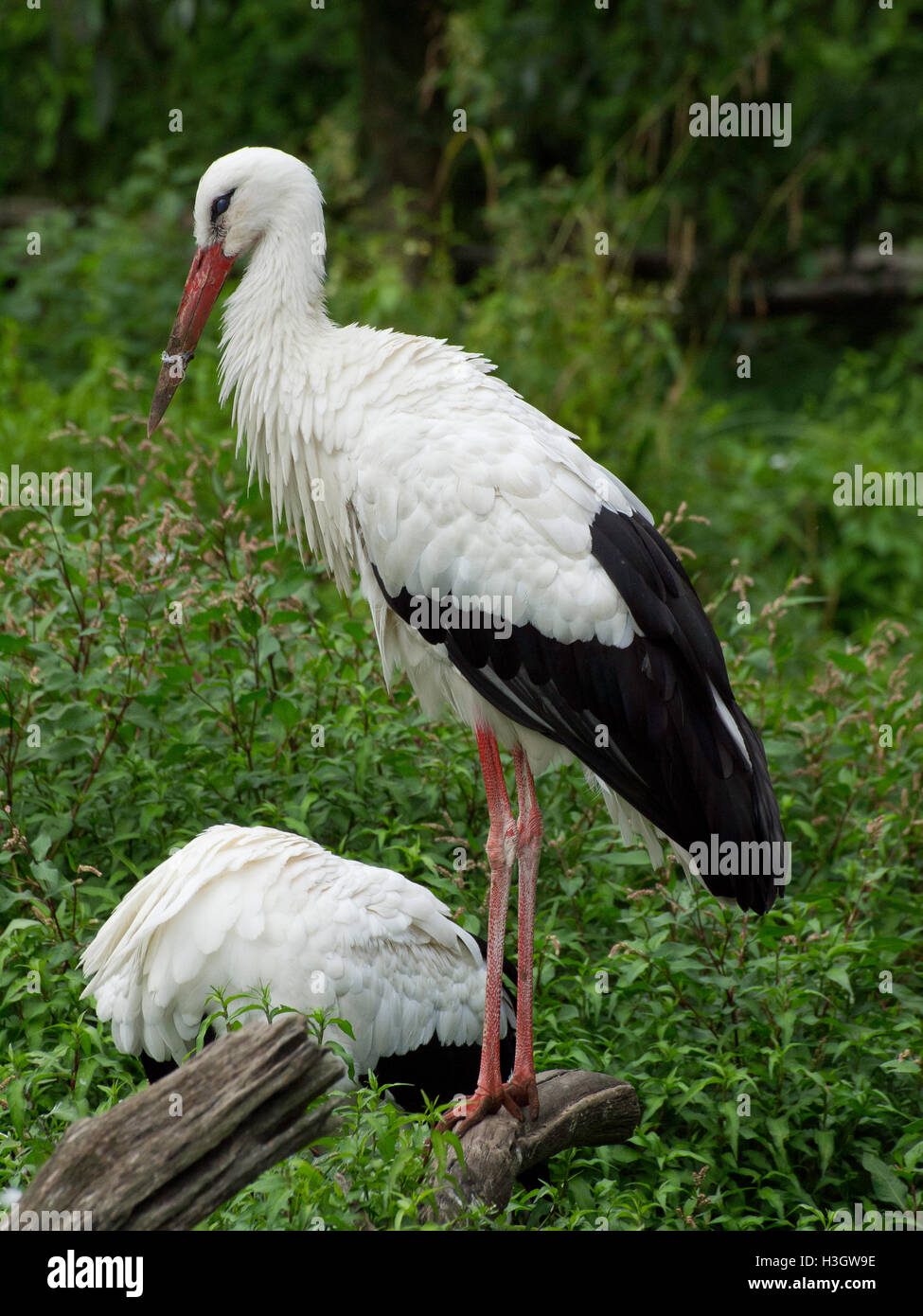 Birds in germany Stock Photo - Alamy