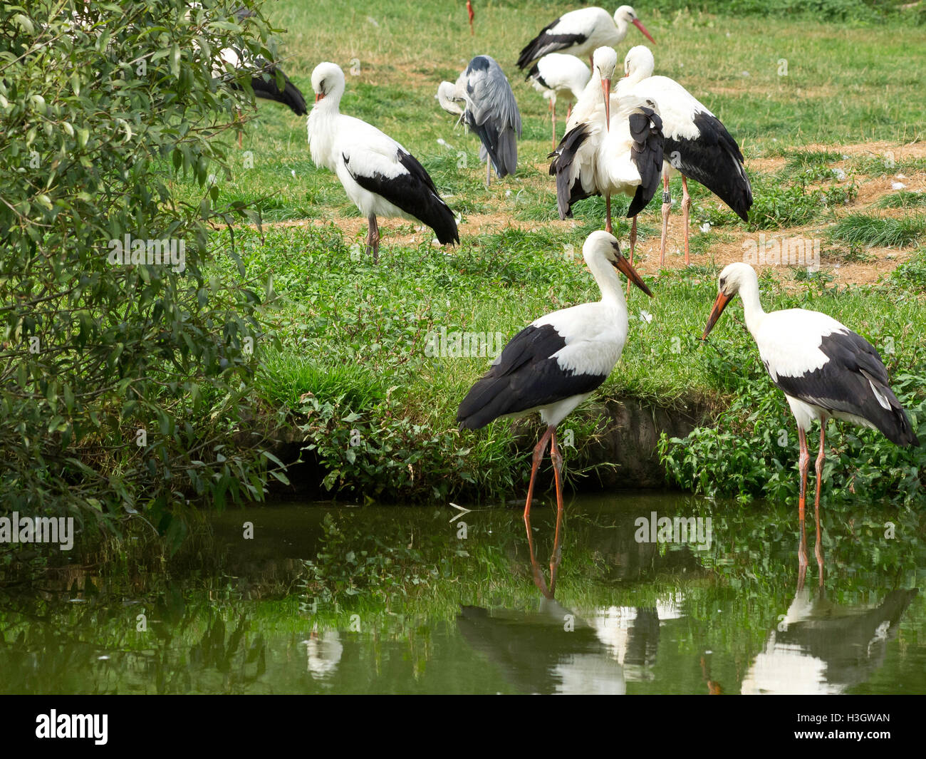 Birds in germany Stock Photo - Alamy
