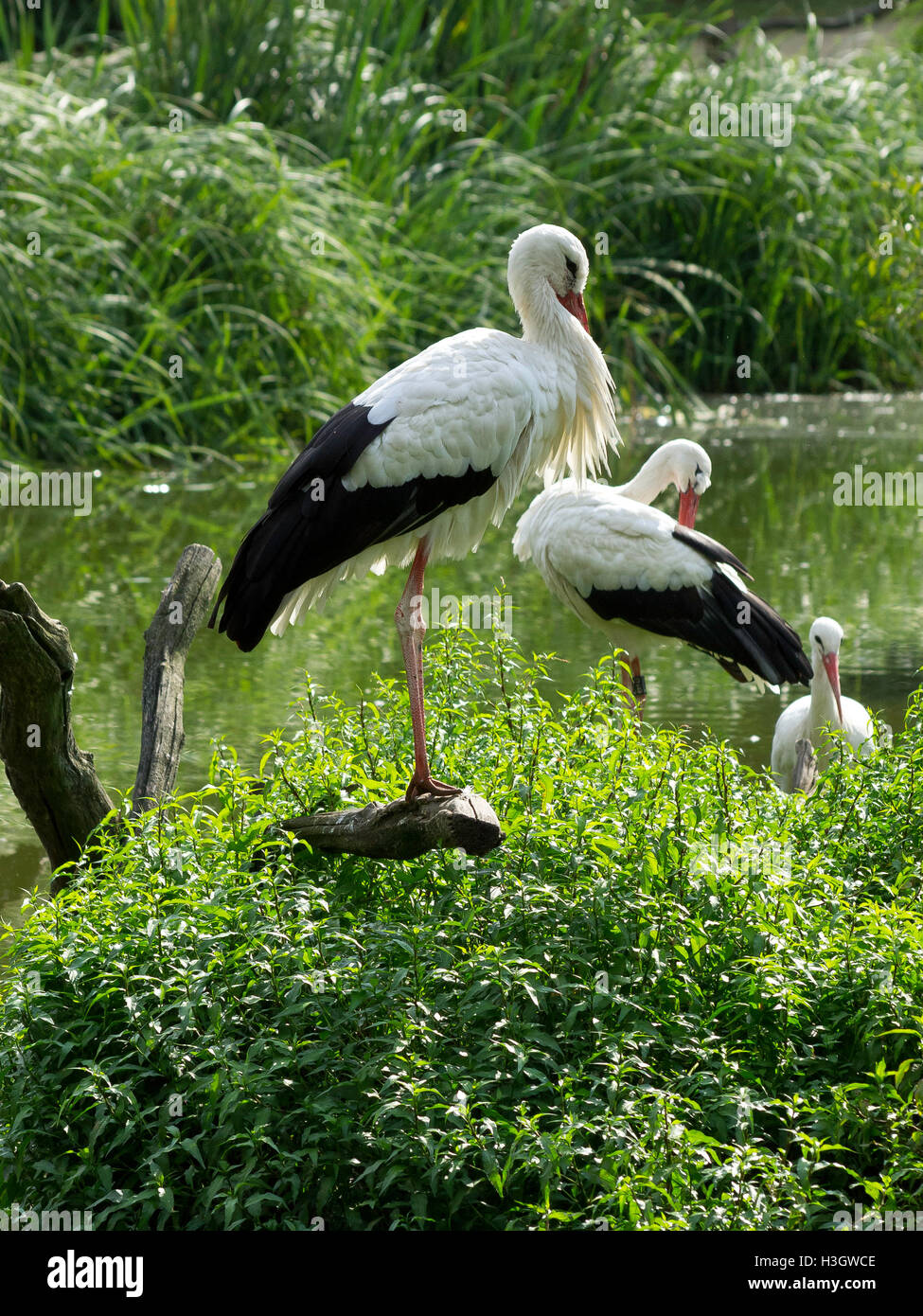 Birds in germany Stock Photo - Alamy