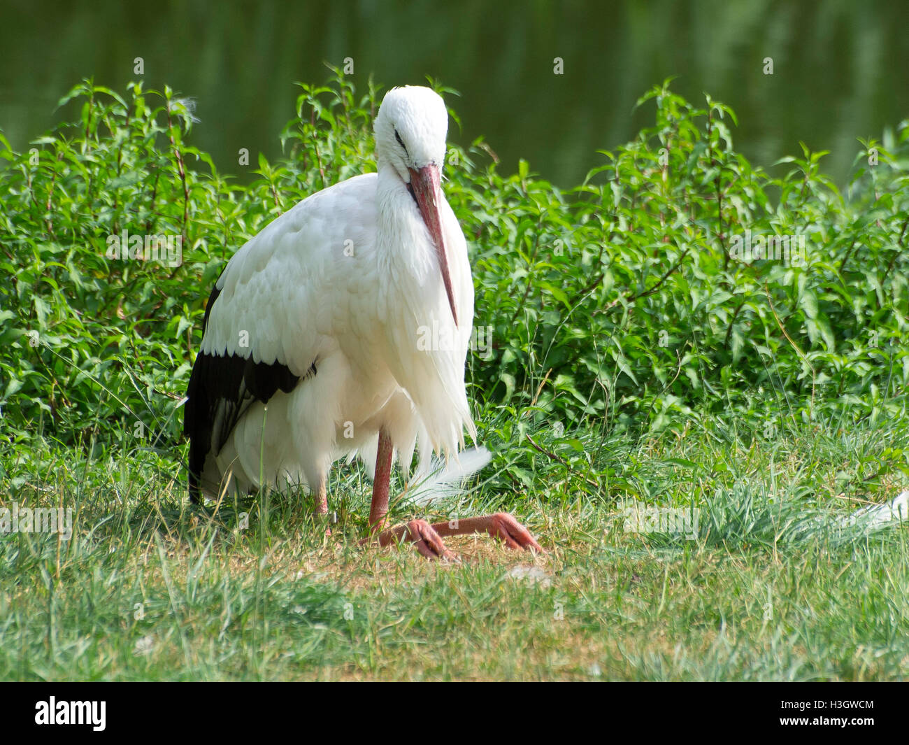 Birds in germany Stock Photo - Alamy
