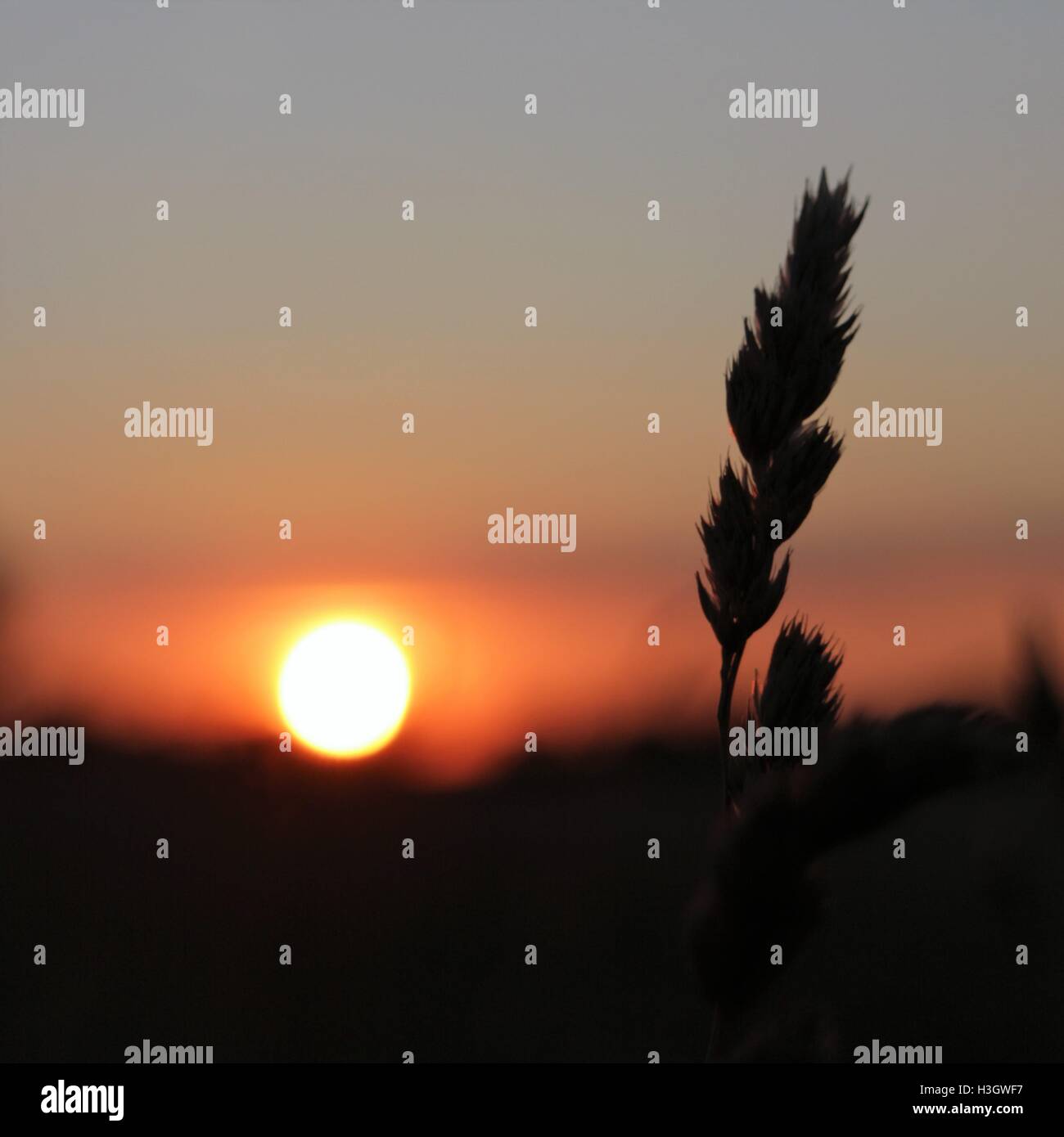 Wheat field at sunset Stock Photo - Alamy