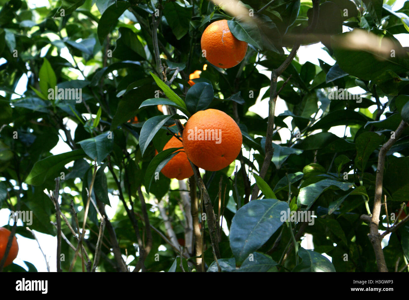 Orange tree Italy Stock Photo - Alamy