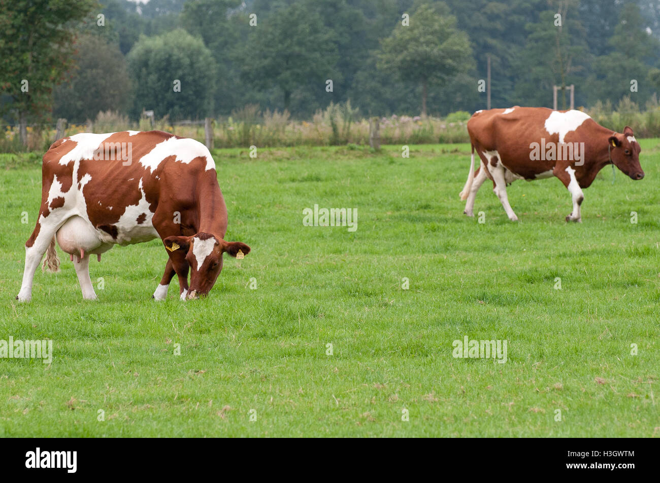 cows in germany Stock Photo - Alamy