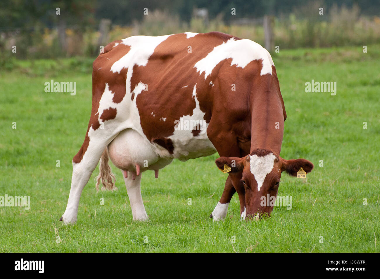 cows in germany Stock Photo - Alamy