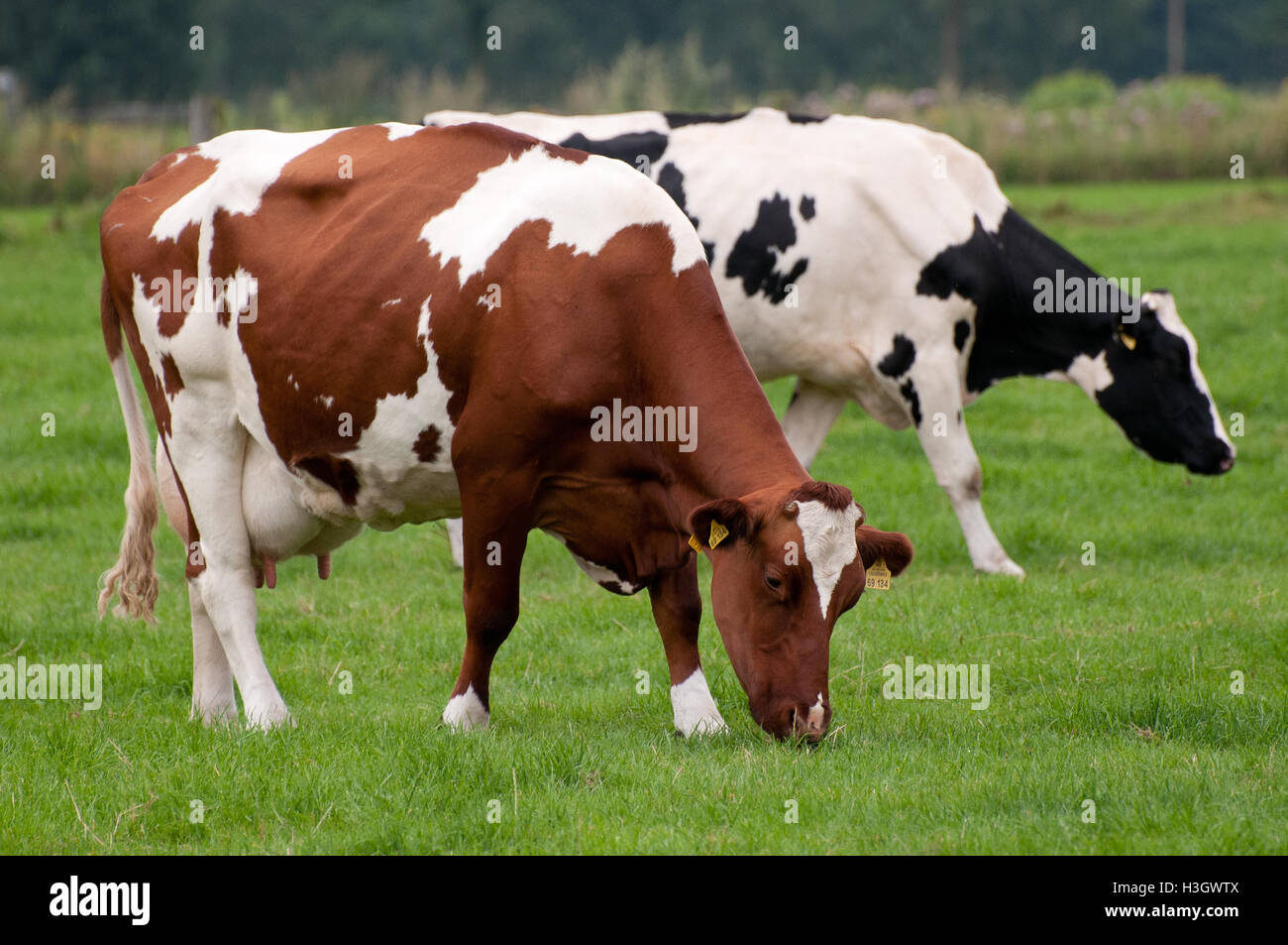 cows in germany Stock Photo - Alamy
