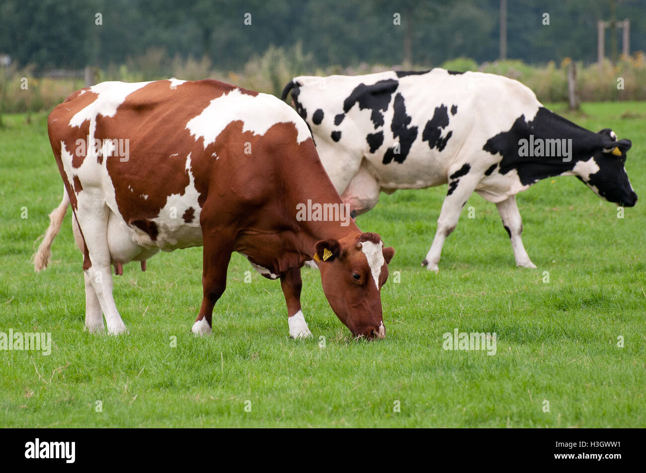 cows in germany Stock Photo - Alamy