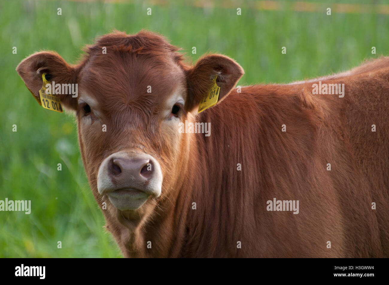 cows in germany Stock Photo - Alamy