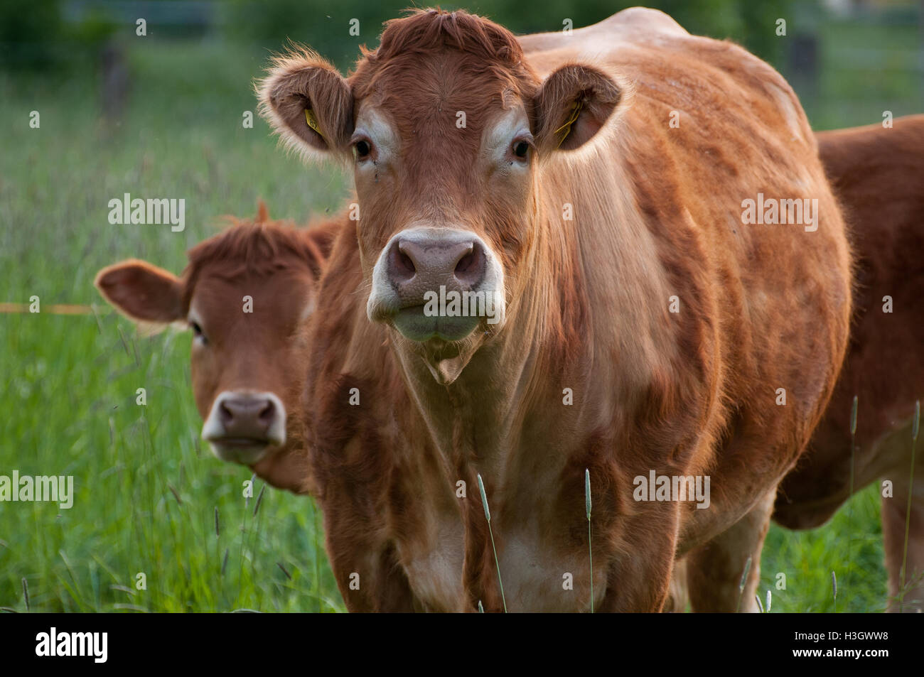 cows in germany Stock Photo - Alamy