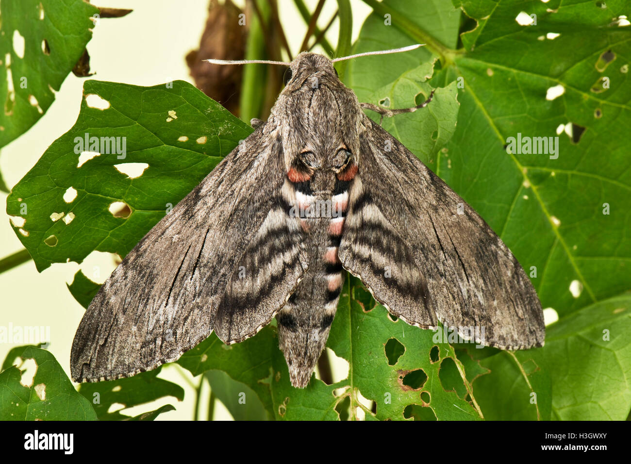 Convolvulus hawk moth hi-res stock photography and images - Alamy