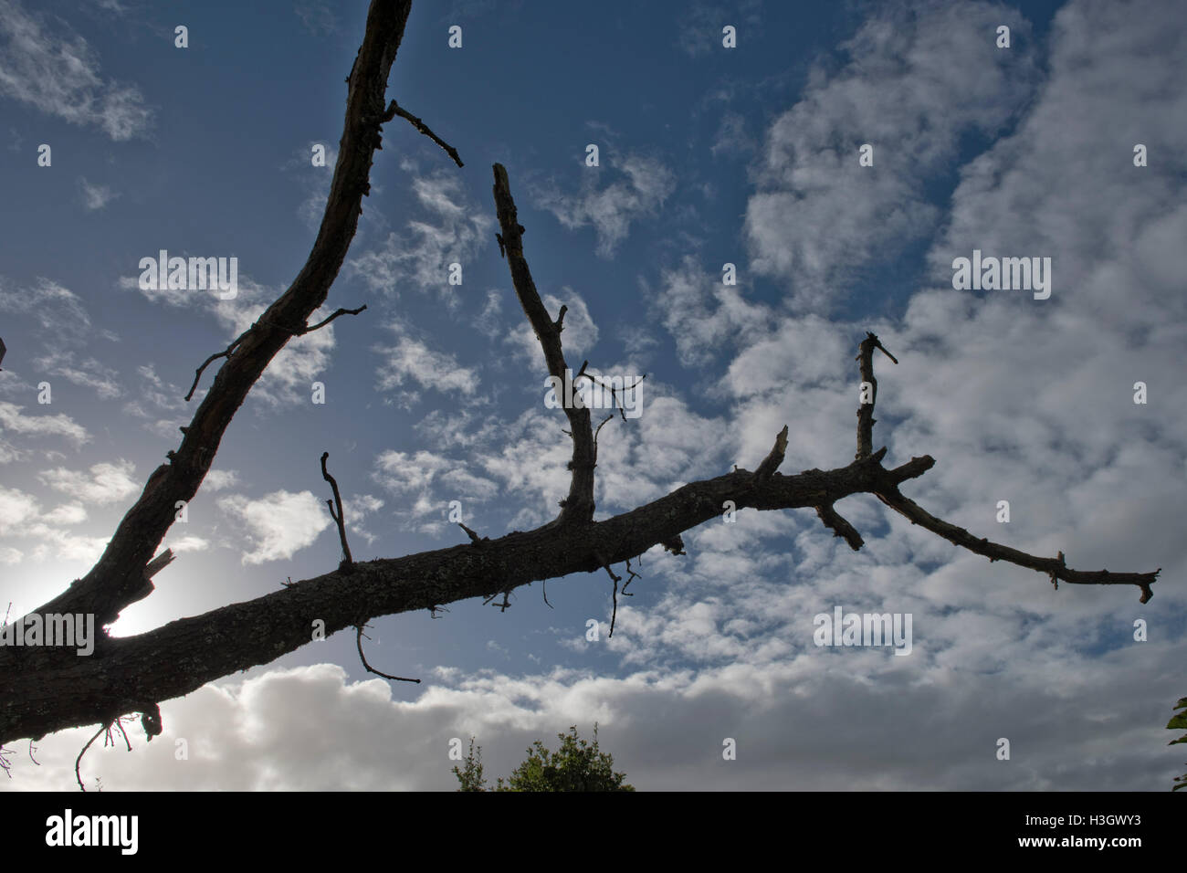 Oak tree silhouette hi-res stock photography and images - Alamy