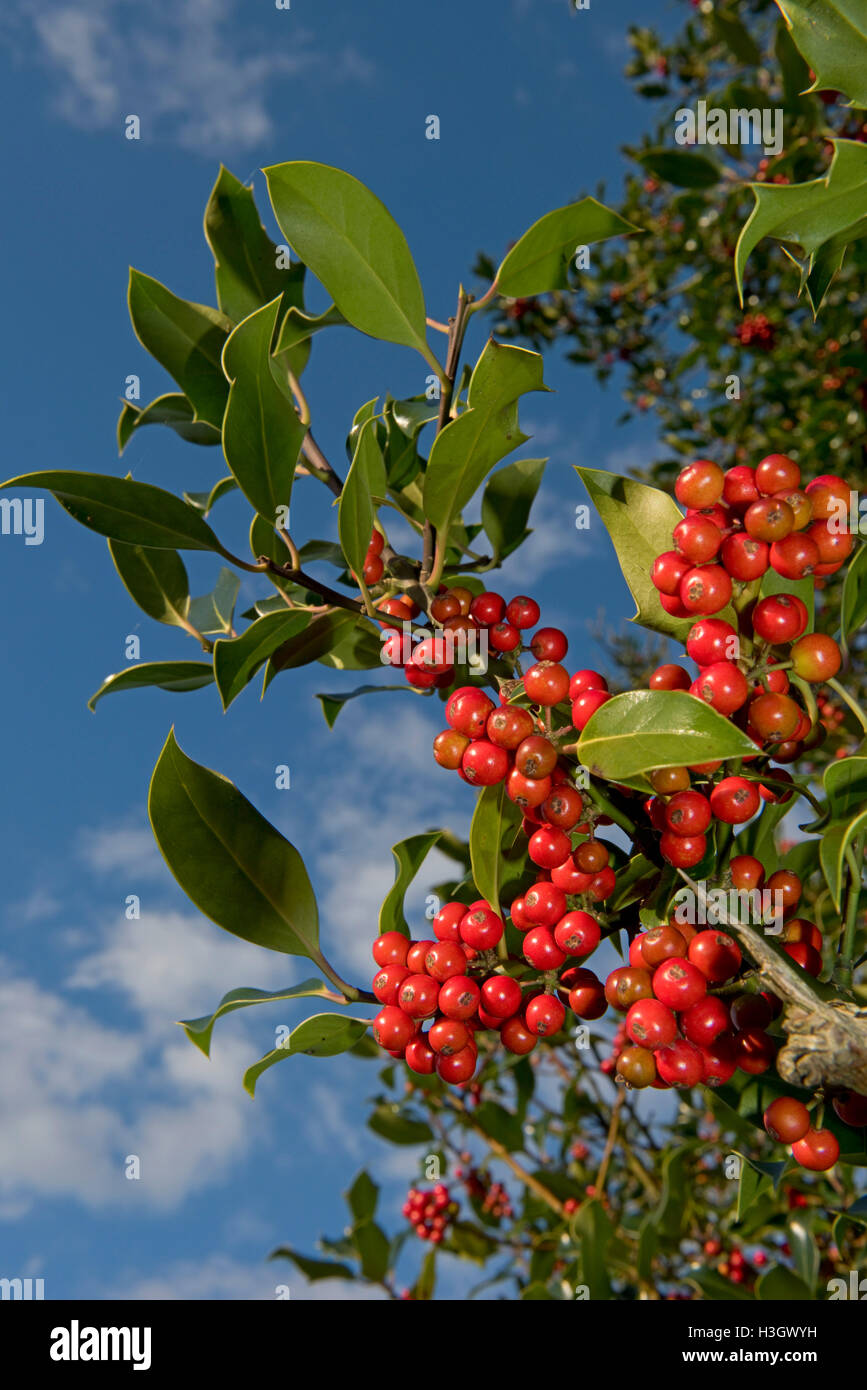 Holly blue and leaf hi-res stock photography and images - Alamy