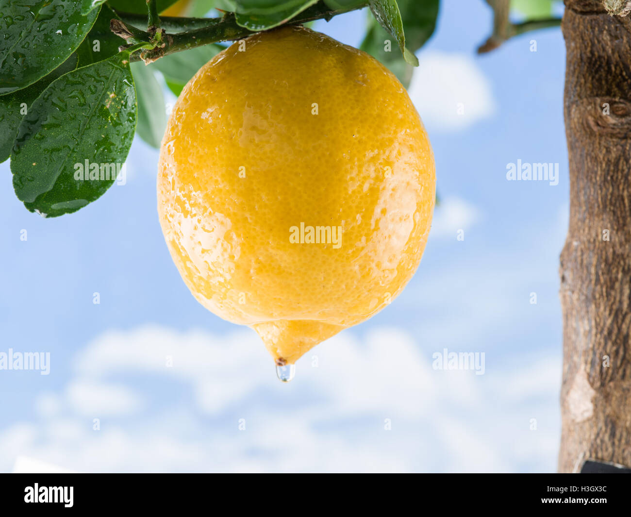 Ripe lemon fruit on the tree. Blue sky background Stock Photo - Alamy
