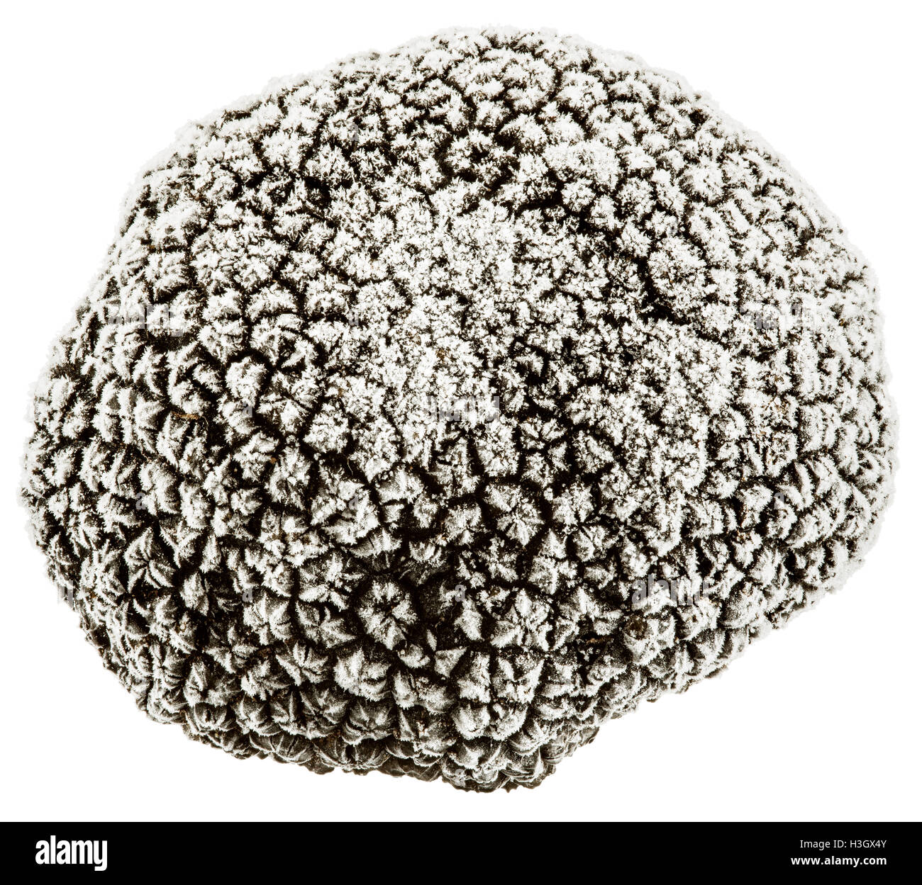 Frozen black truffles. File contains clipping paths Stock Photo - Alamy