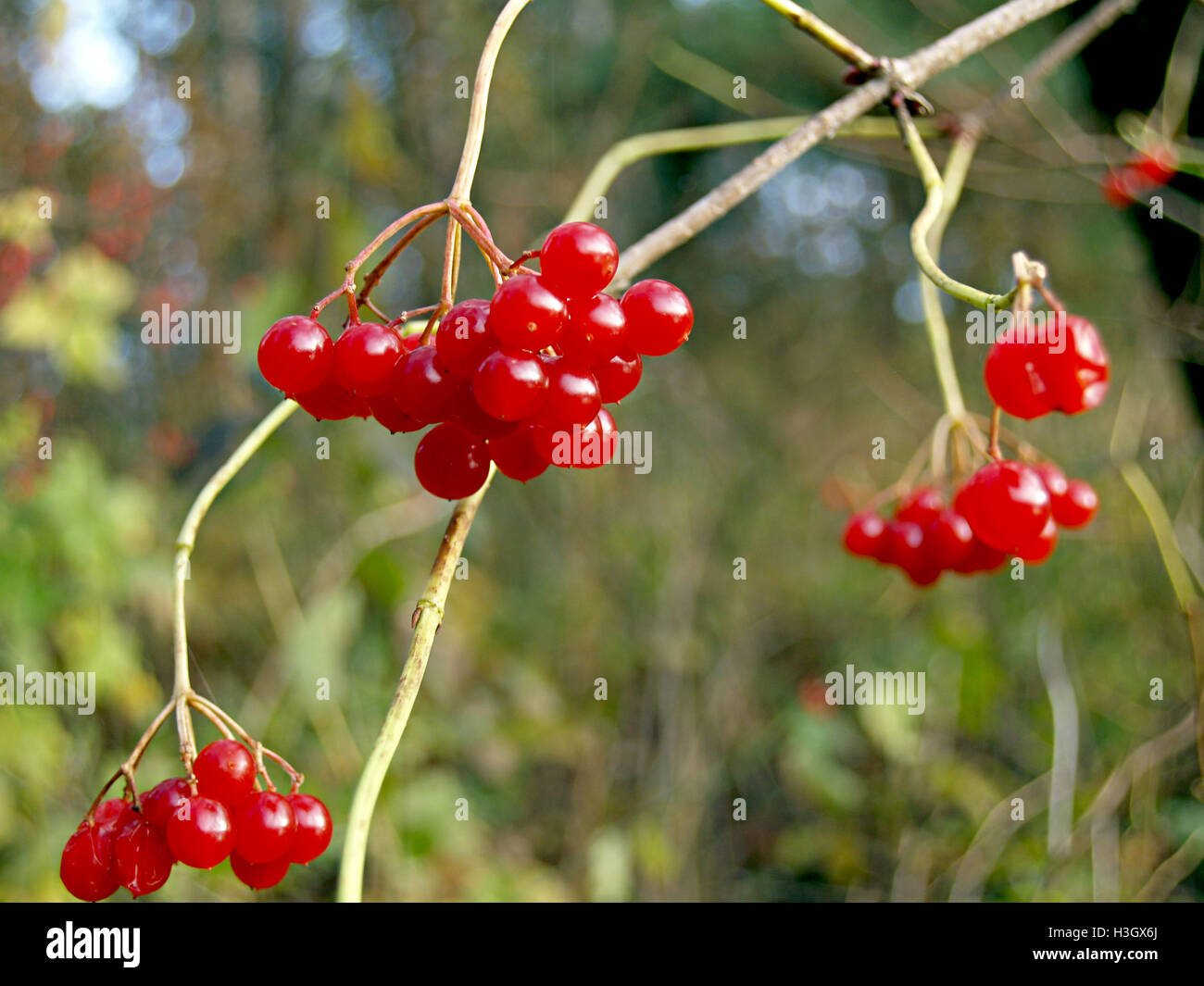 Viburnum berries in winter hi-res stock photography and images - Alamy