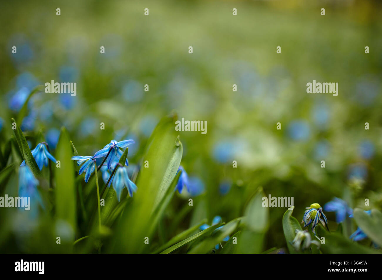 Early blue spring flowers hi-res stock photography and images - Alamy