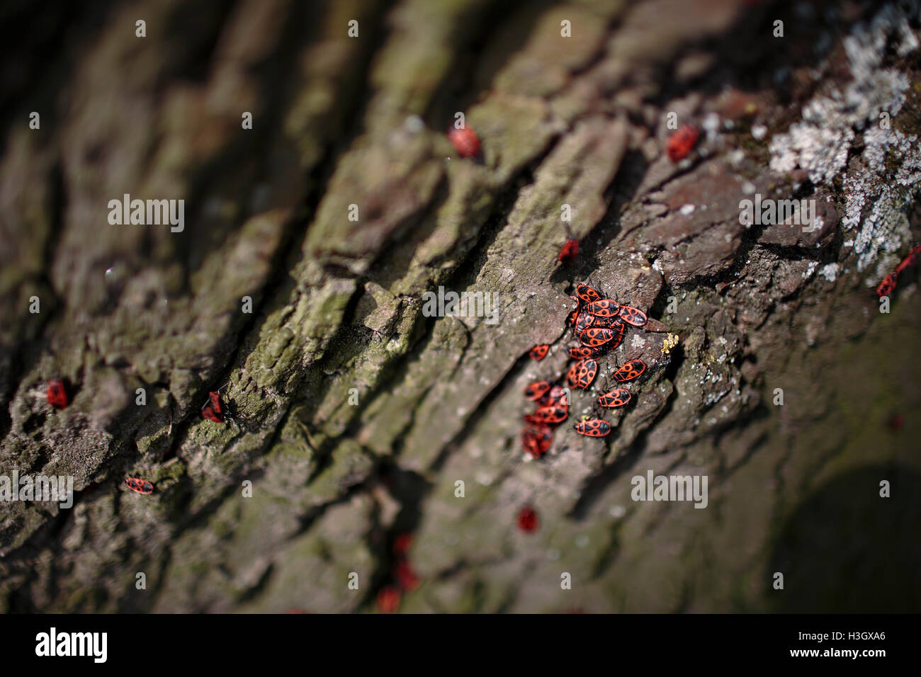 Group bug on bark tree hi-res stock photography and images - Alamy