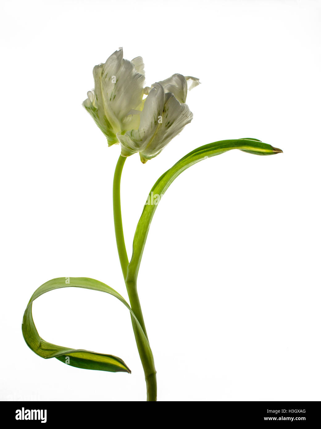 Close Up of Single White Tulip on white Background Stock Photo - Alamy