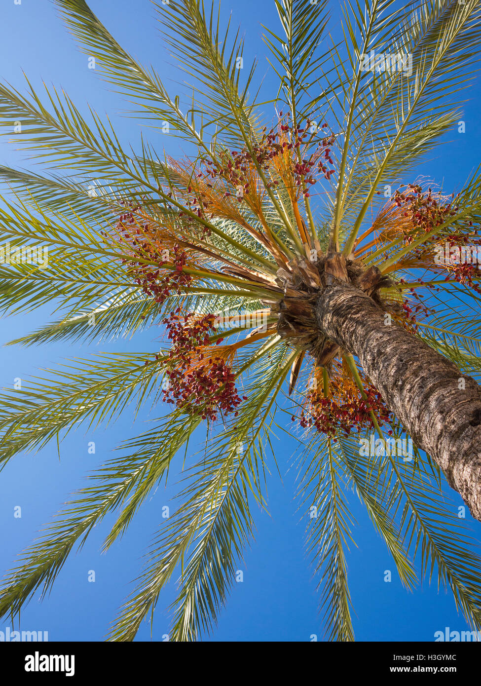 A palm tree in a sunny climate Stock Photo - Alamy