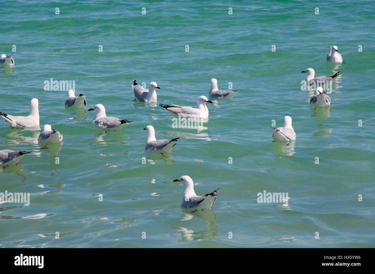 Flock of sea gulls floating in the turquoise Indian Ocean waters at ...