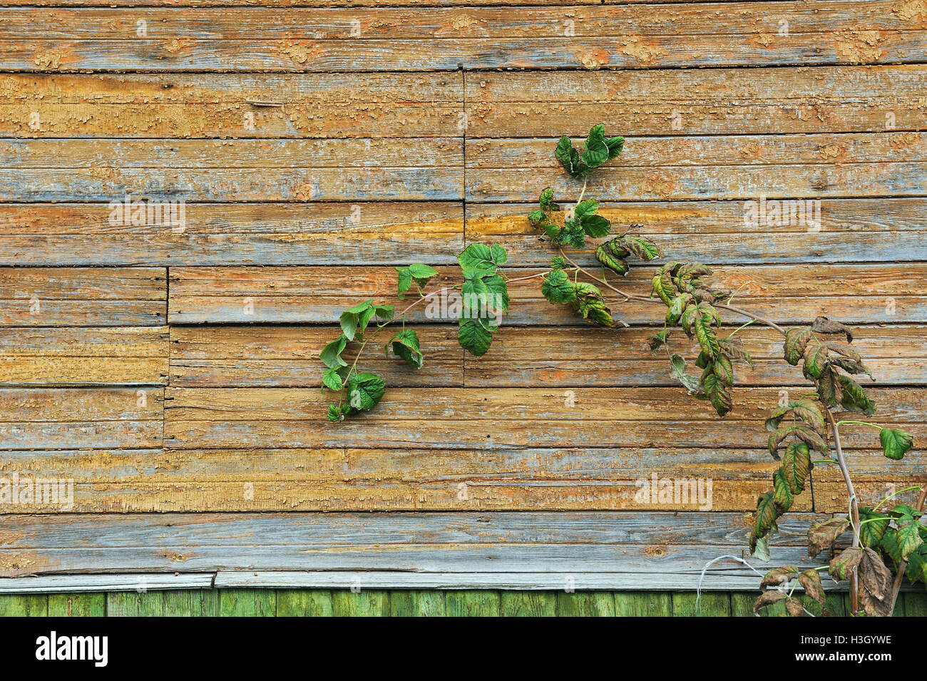 Vintage wooden deck close up Stock Photo - Alamy