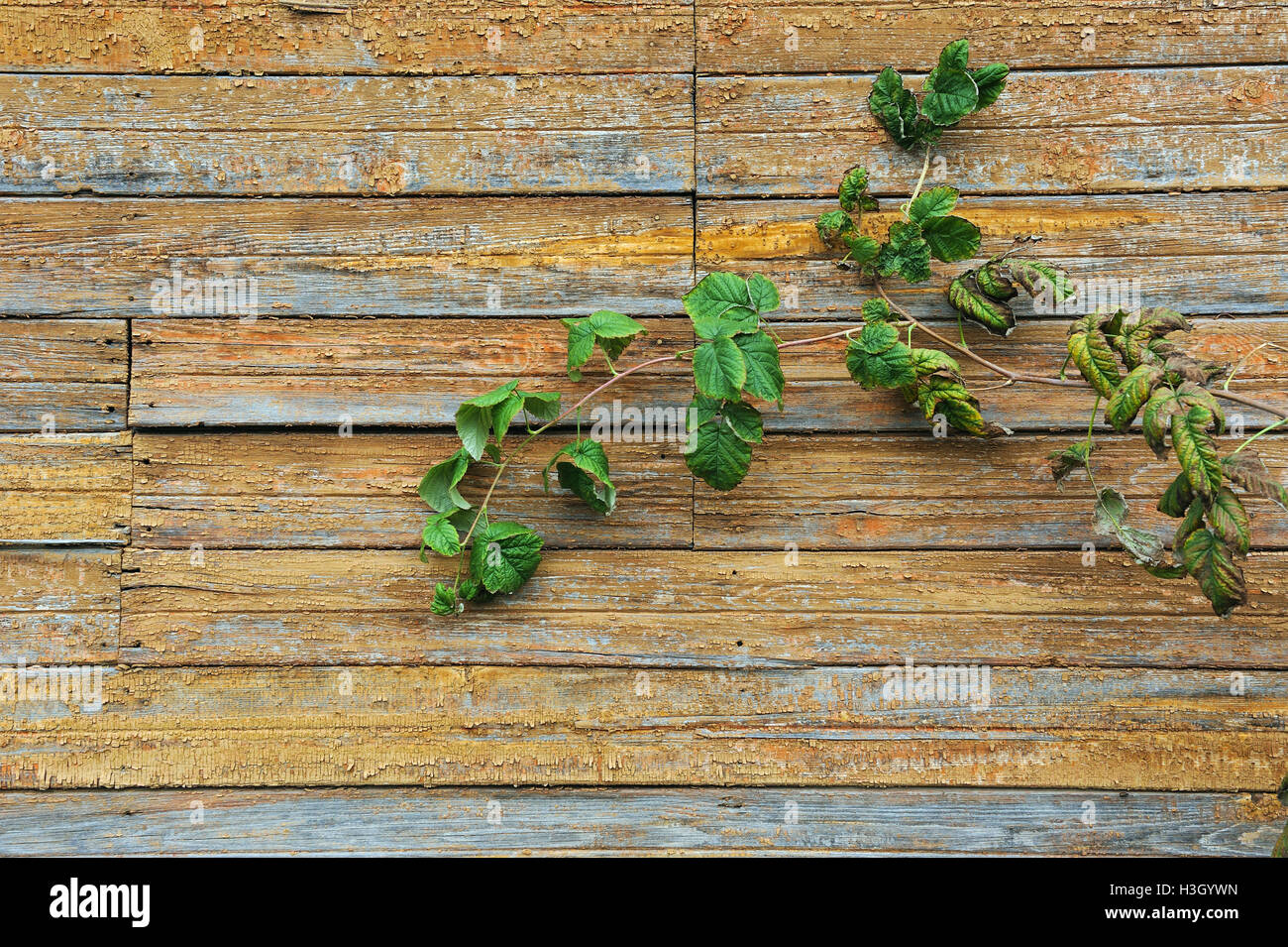 Vintage wooden deck close up Stock Photo - Alamy