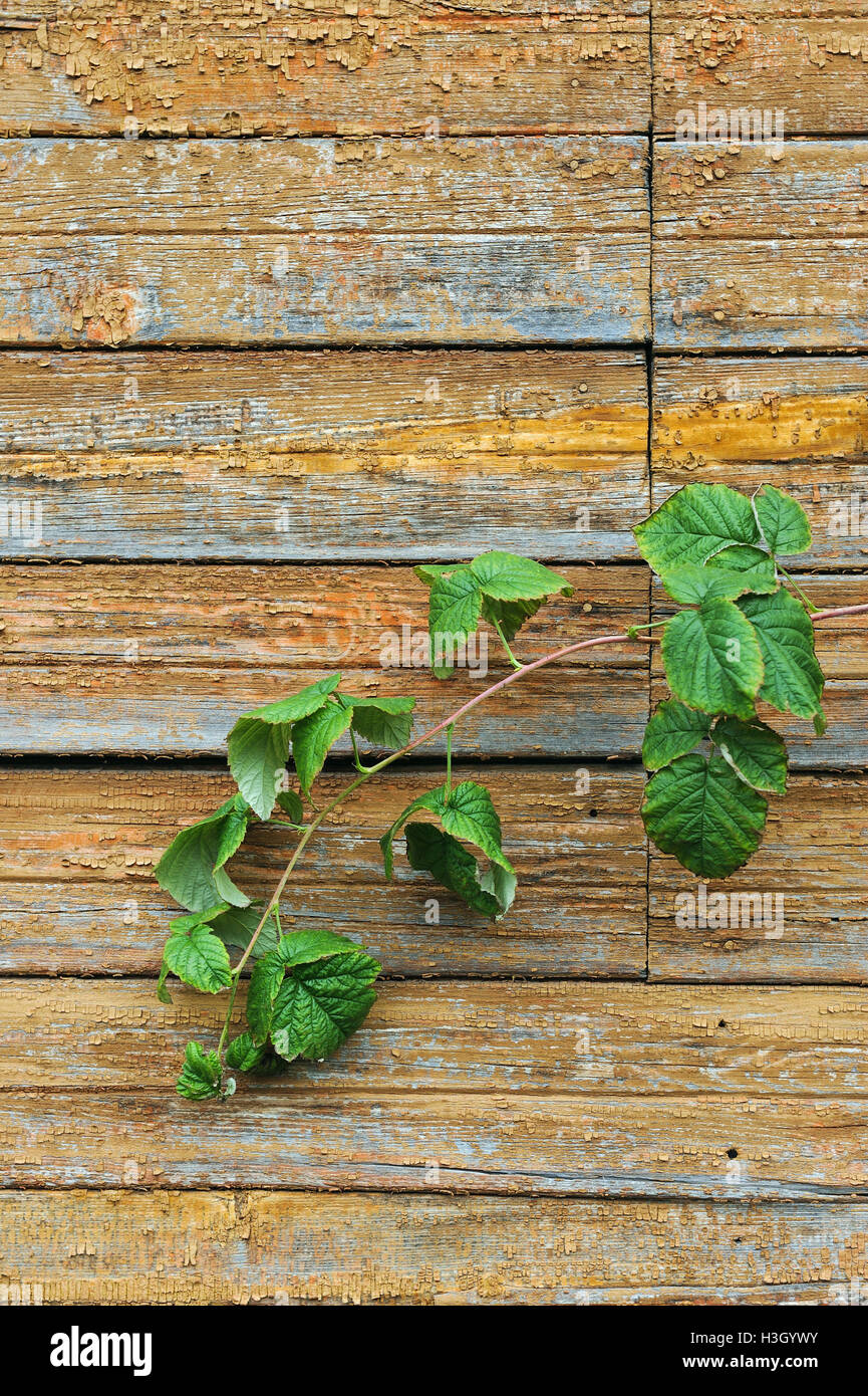 Vintage wooden deck close up Stock Photo - Alamy