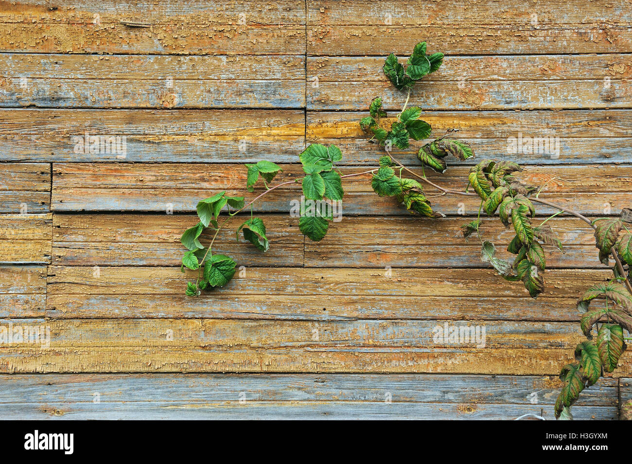 Vintage wooden deck close up Stock Photo - Alamy