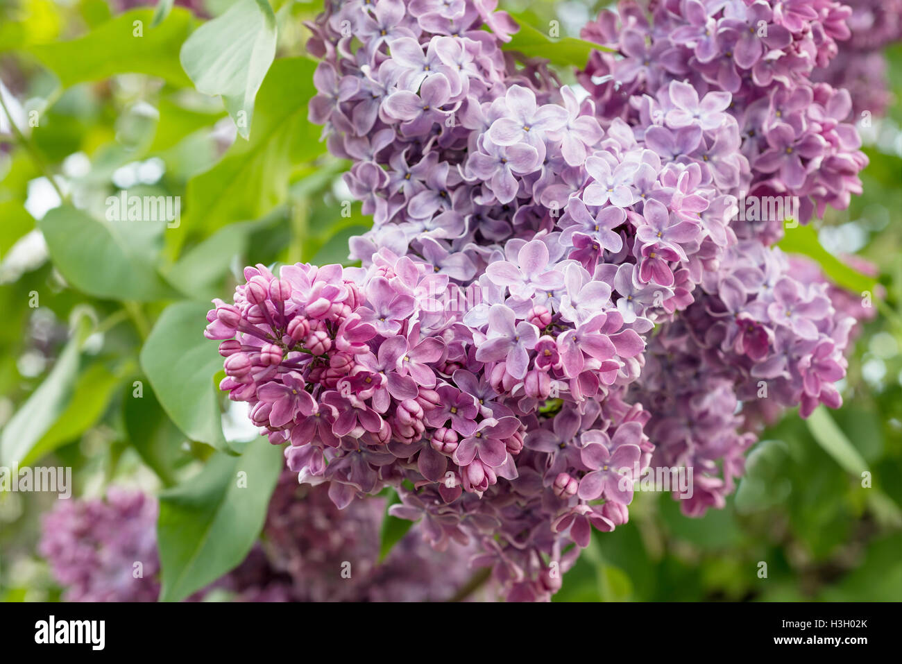 Flowering branch of lilac Stock Photo - Alamy