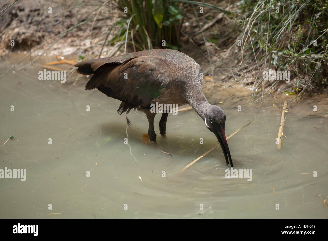 Hadada ibis (Bostrychia hagedash), also known as the hadeda ibis ...