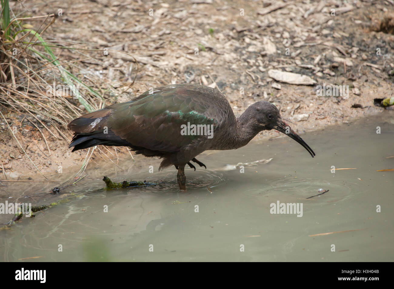 Hadada ibis (Bostrychia hagedash), also known as the hadeda ibis ...