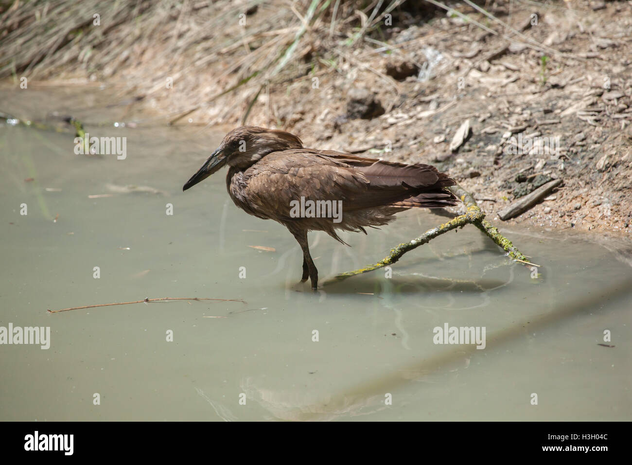 Hammerhead stork hi-res stock photography and images - Alamy