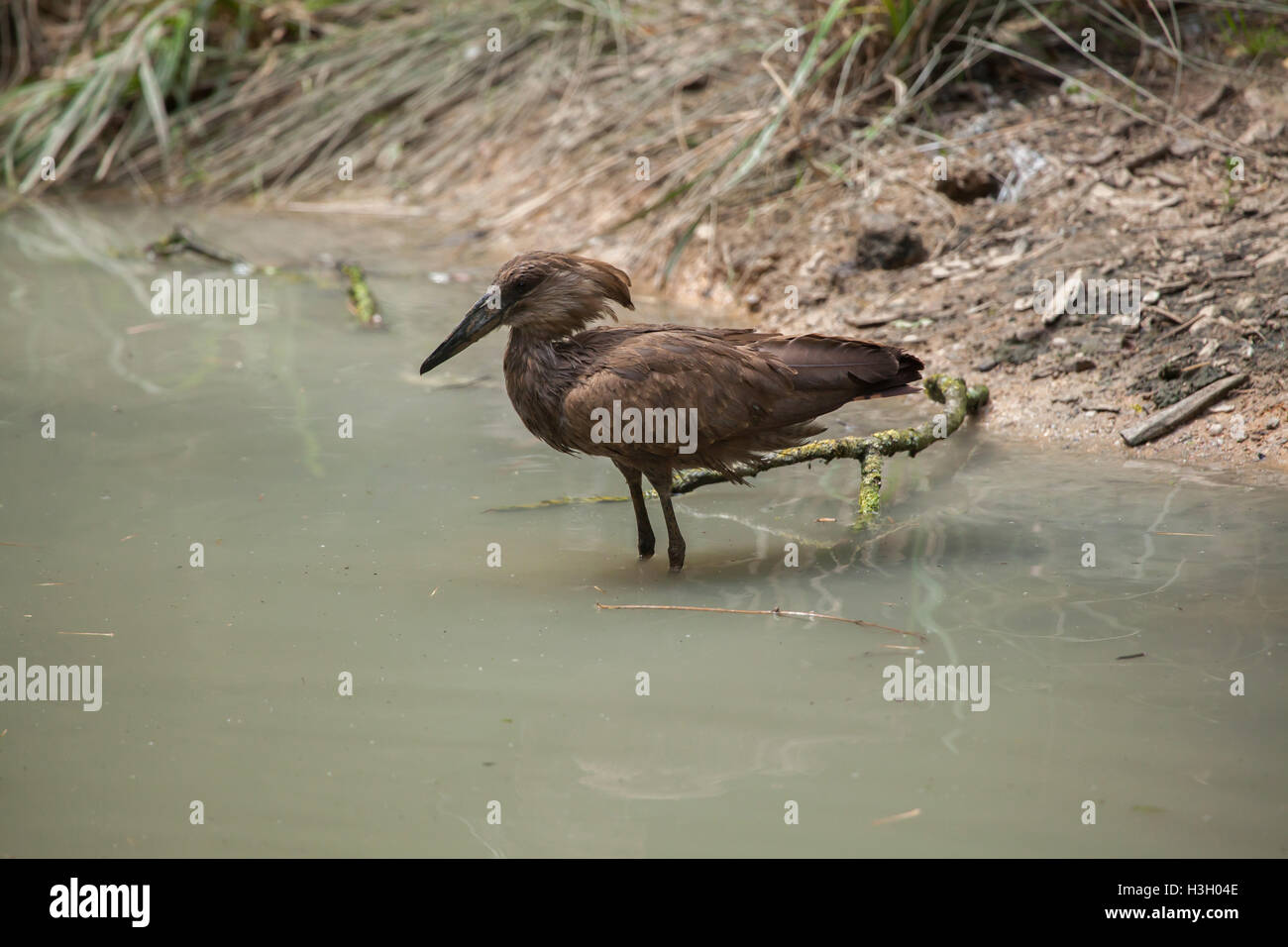 Hamerkop hammerhead scopus umbretta bird hi-res stock photography and ...